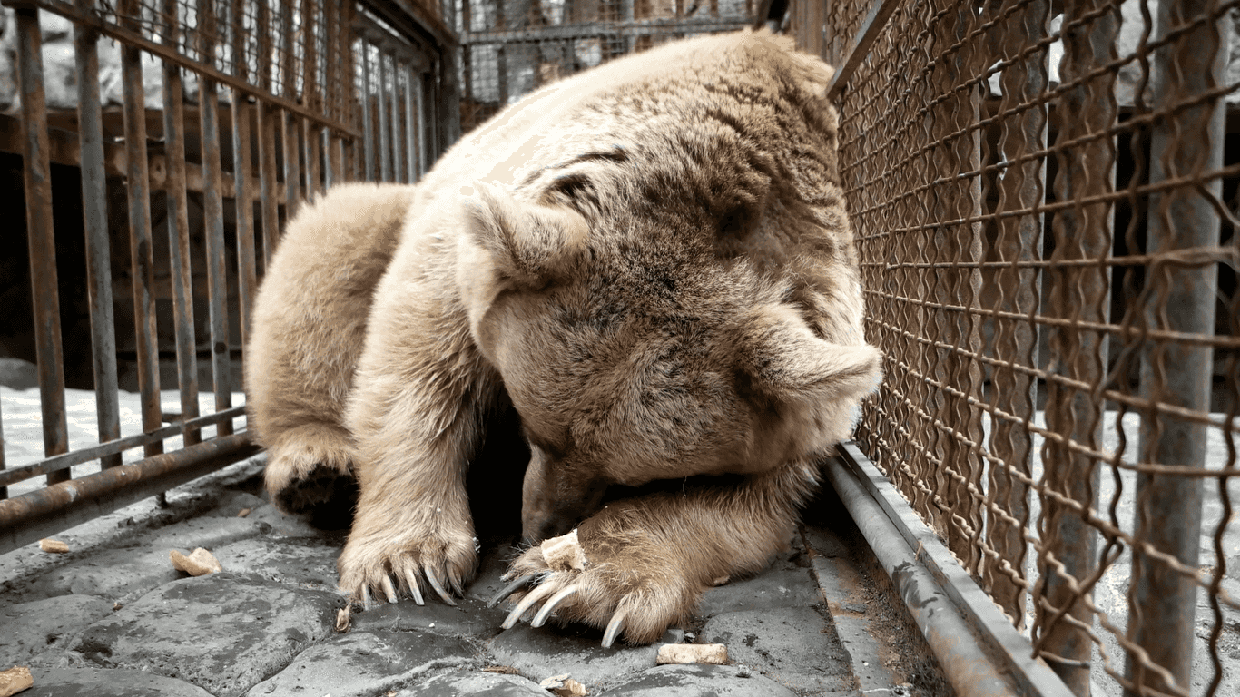 Bear Alert | Bear Alert