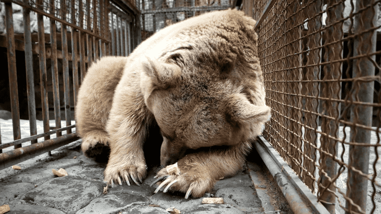 Bear Alert | Bear Alert