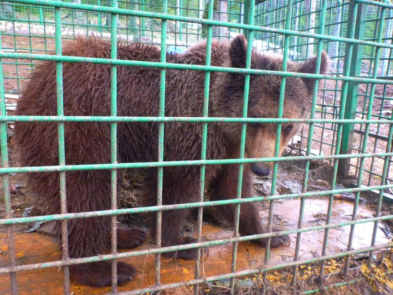 Bear Alert | Bear Alert